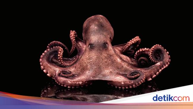 Gurita Memiliki Jantung Lebih dari Satu, Ternyata Ini Fungsinya