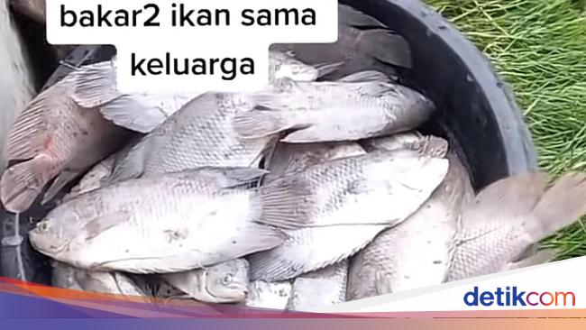 Viral Ingin Bakar Ikan Malam Tahun Baru, Ikan di Kolam Malah Mati Semua