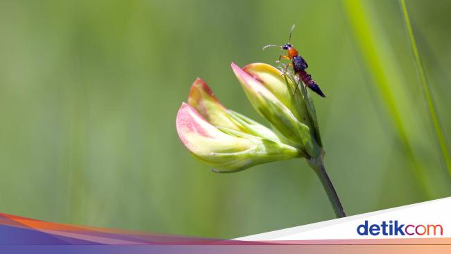 5 Cara Mengobati Gigitan Tomcat, Awas Jangan Digaruk!