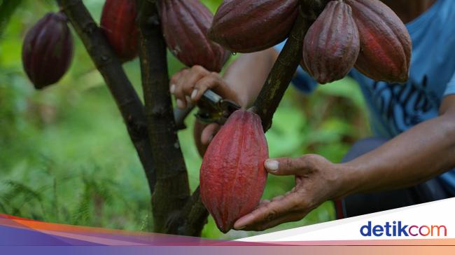 Halloween Tahun Ini Dihantui Krisis Cokelat