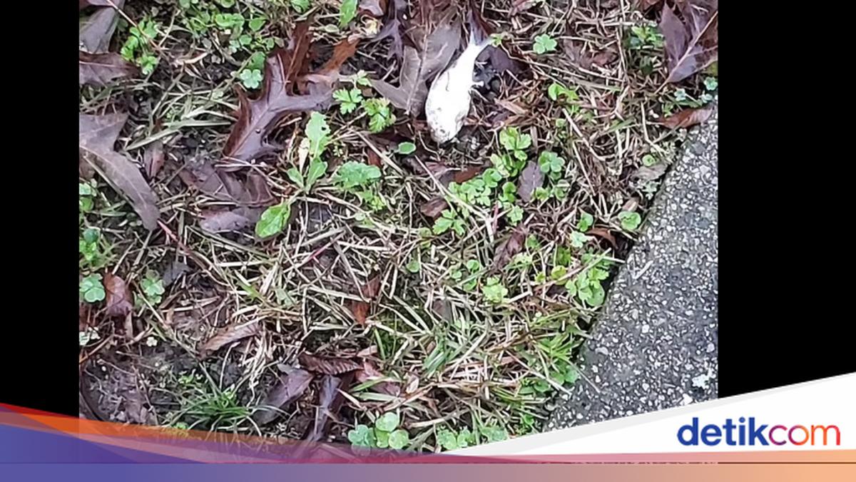 Misteri 'Hujan Ikan' di Honduras yang Terjadi Setahun Sekali