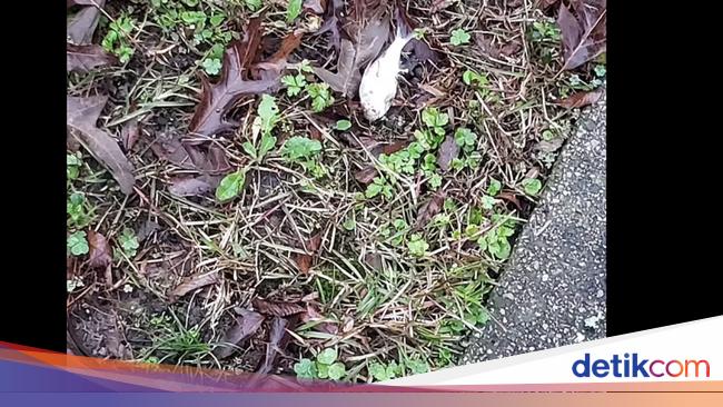 Misteri 'Hujan Ikan' di Honduras yang Terjadi Setahun Sekali