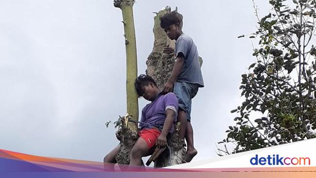 Pemuda di Blitar Pingsan di Atas Pohon Randu Setinggi 10 Meter