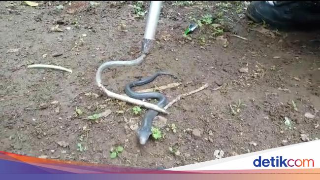 Hiii! 11 Anak Kobra Muncul Dekat Rumah Warga Bogor, Ada yang Masuk Kamar