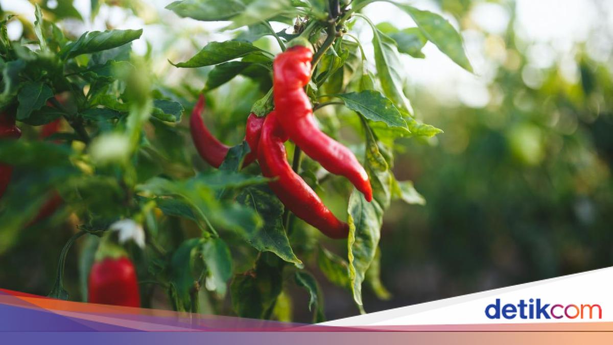 Teknik dan Cara Budidaya Cabai dari Awal Hingga Panen