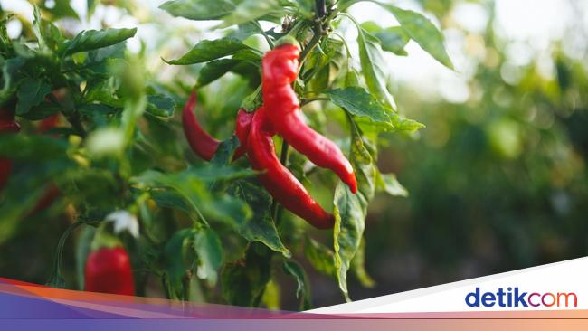 Teknik dan Cara Budidaya Cabai dari Awal Hingga Panen