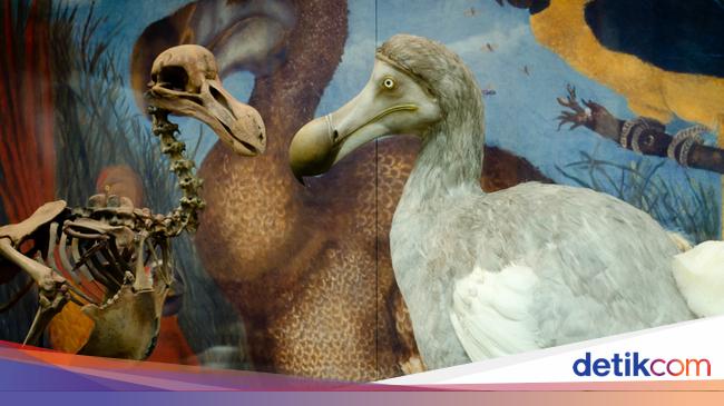 6 Hewan yang Punah Karena Ulah Manusia, Mammoth hingga Burung Dodo