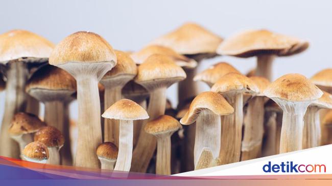Jamur Tai Sapi, Jamur Pemicu Halusinasi yang Tergolong Narkotika