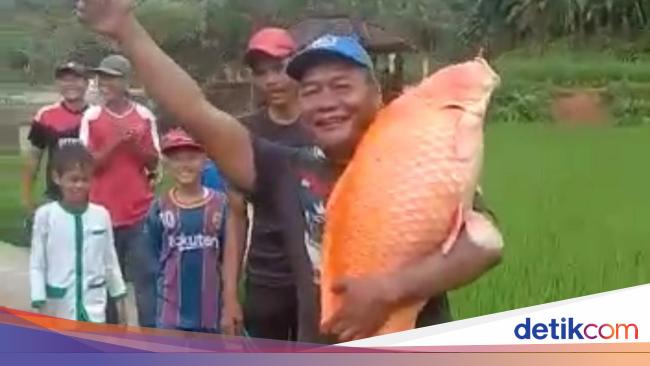 Warga Temukan Ikan Mas Raksasa di Danau Bersejarah Lebak, Ini Penampakannya