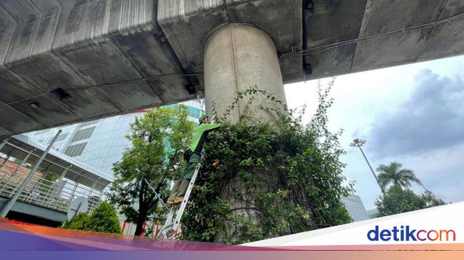 Pemangkasan Tanaman yang Sudah Gondrong di Flyover Antasari Jaksel