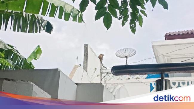 Monyet Berkeliaran di Perumahan Mewah di Ancol, Sempat Gigit Warga
