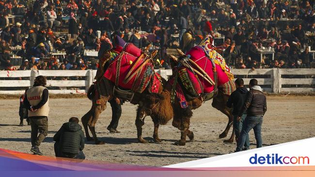 Mengintip Budaya Sabung Unta di Turki, Sampai Ada Festivalnya