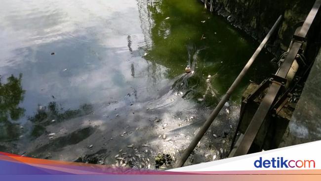 Menelusuri Penyebab Matinya Ribuan Ikan di Waduk Rungkut Surabaya Menelusuri Penyebab Matinya Ribuan Ikan di Waduk Rungkut Surabaya