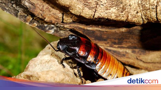 Kenalan dengan Kecoa Terbesar di Dunia, Kecoa Madagaskar