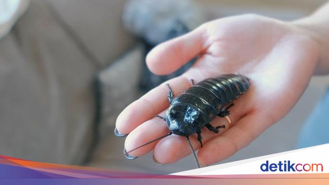 Metamorfosis Kecoa Tidak Sempurna? Begini Penjelasannya