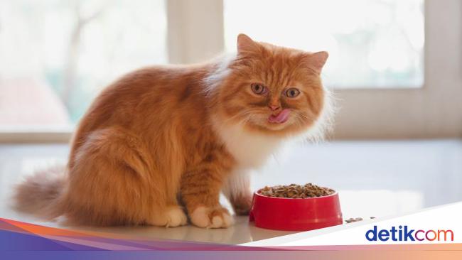 7 Jenis Kucing Ramah Anak, Nurut dan Cocok Dipelihara di Rumah