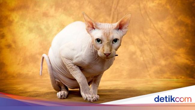 Ternyata Ini Penyebab Kucing Sphynx Tidak Memiliki Bulu