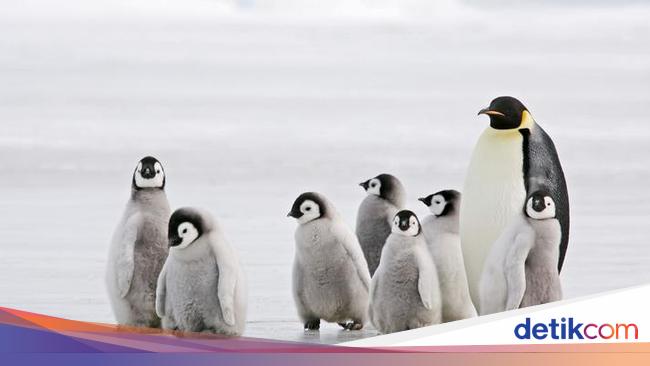 8 Manfaat Perkembangan Hewan Secara Ovipar dan Vivipar