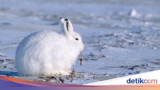10 Hewan Salju yang Hidup di Cuaca Sangat Dingin, Begini Cara Mereka ...