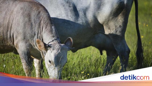 Konsumsi Sapi Mati, 10 Orang di Gunungkidul Alami Gejala Mirip Antraks