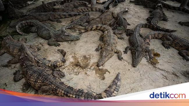 Daging Buaya Laris Manis di Thailand, Begini Lho Peternakannya