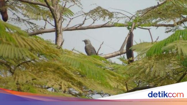 Mengenal Burung Wiwik yang Siulannya Sering Dianggap Bawa Petaka Mengenal Burung Wiwik yang Siulannya Sering Dianggap Bawa Petaka