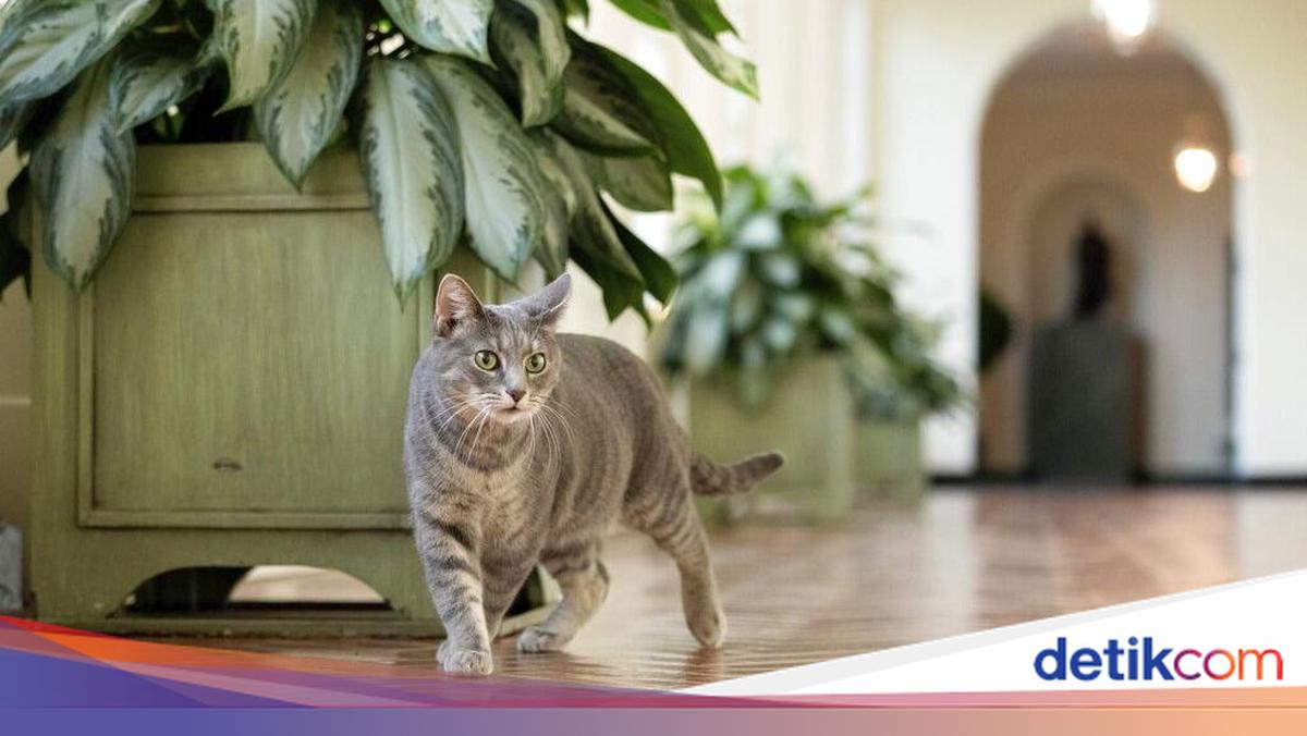 Kisah Muezza, Kucing Kesayangan Rasulullah SAW