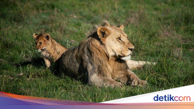 Suara Makhluk Ini Paling Ditakuti Hewan-hewan di Sabana Afrika, Singa Kalah