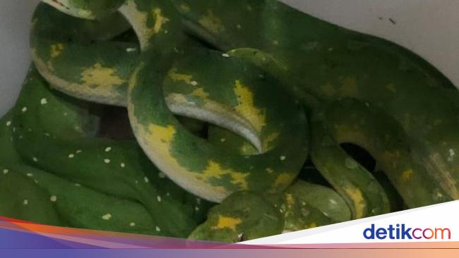 BKSDA Sita Buaya-Ular Dilindungi dari Rumah Warga di Medan