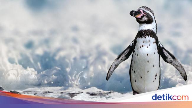 Lho, Penguin Sesama Jenis Ini Jadi Bapak