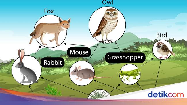 Contoh Rantai Makanan: Berikut Pengertian, Fungsi Hingga Jenisnya
