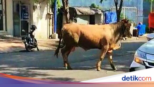 Drama Sapi Lepas Mengamuk di Banyuwangi, Jalan Ditutup Hingga Dipancing ...