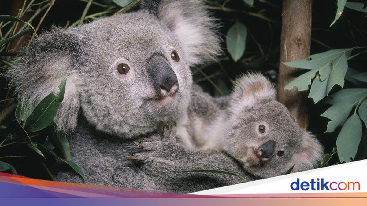 20 Fakta Unik dan Menarik Tentang si Lamban Koala