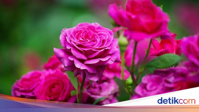 Apa Bunga Kelahiran Bulan Juni? Ini Jenis dan Arti Simbolisnya