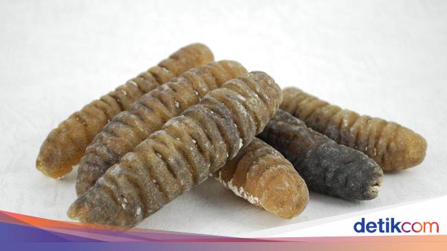 Manfaat Teripang, Jenis, dan Harganya, Apakah Mahal?