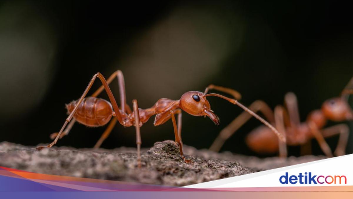 Nabi Sulaiman AS Bisa Bahasa Semut, Dijelaskan dalam Surah An-Naml Ayat ...