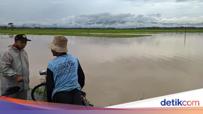 220 Hektare Sawah di Ponorogo Terendam Banjir, Petani Terancam Gagal Panen