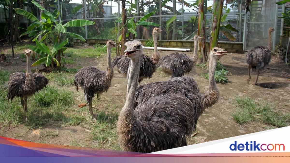 Telur Hewan Ini yang Terbesar di Dunia, Beratnya Lebih dari 1 Kg!