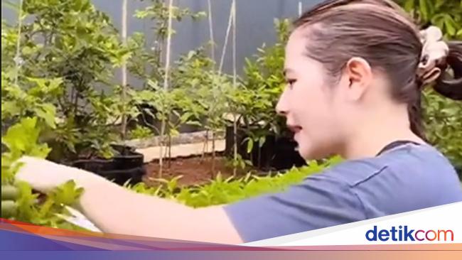 Cerita Prilly Latuconsina Punya Kebun Sayur dan Buah