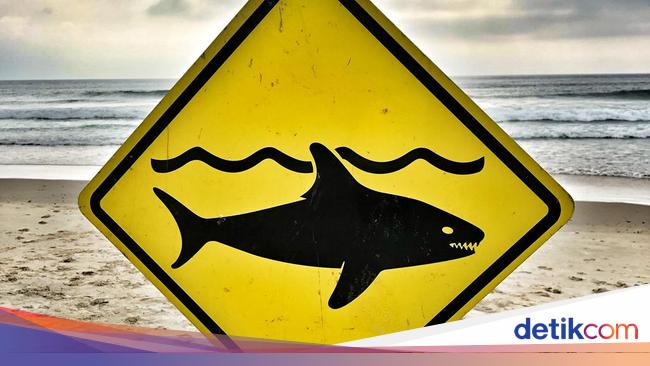 Kejadian Lagi, Turis Tewas Dikoyak Hiu