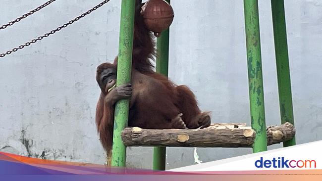 Burung hingga Primata di TM Ragunan Juga Banyak Lahir Saat Pandemi Corona