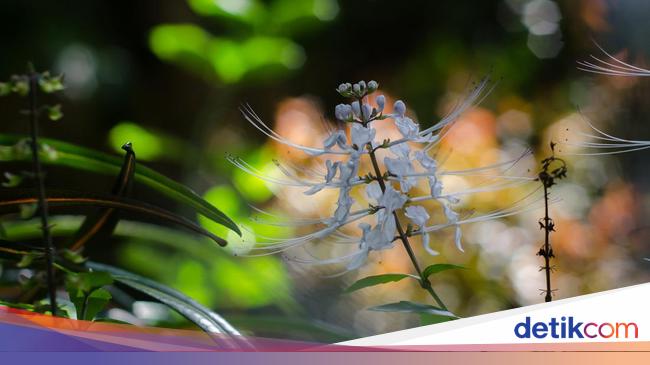 45 Persen Tanaman Berbunga Terancam Punah, Ahli Ungkap Penyebabnya