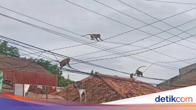 Gerombolan Monyet di Bogor Datangi Permukiman Warga, Diduga Kehabisan ... Gerombolan Monyet di Bogor Datangi Permukiman Warga, Diduga Kehabisan ...