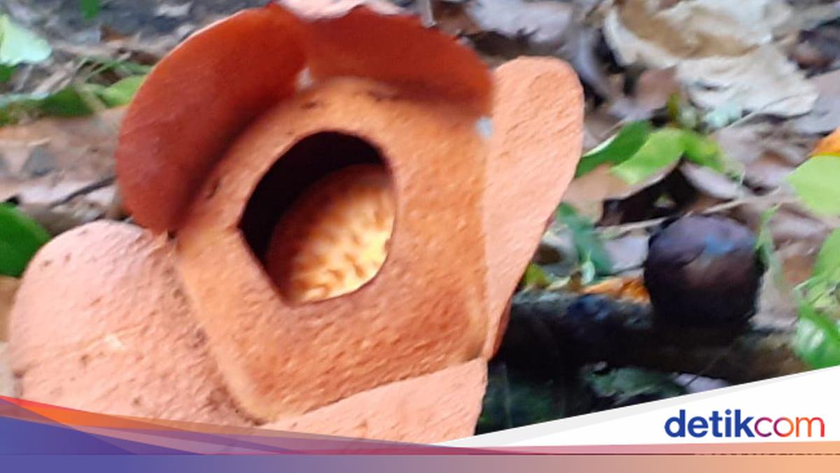 Rafflesia Patma Dikembangkan di Kebun Raya Bogor, Sudah 16 Kali Mekar
