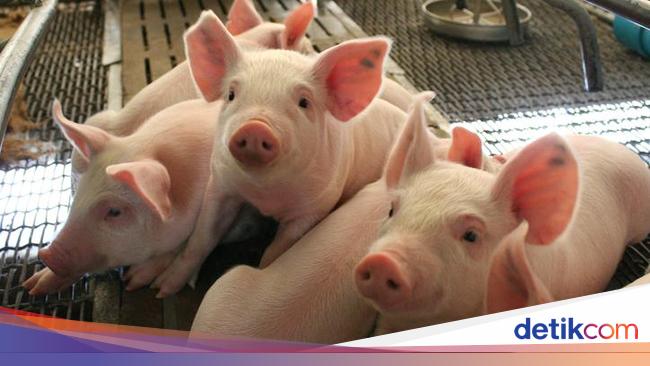 5 Bagian Tubuh Babi yang Ekstrem Ini Bisa Diolah Jadi Makanan Nikmat