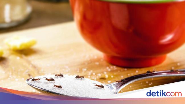 4 Bau Semut yang Mungkin Belum Kamu Tahu