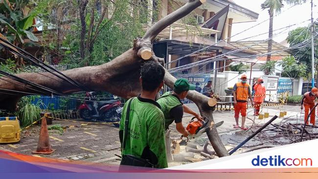 13 Pohon di Jakarta Pusat Tumbang Akibat Angin Kencang