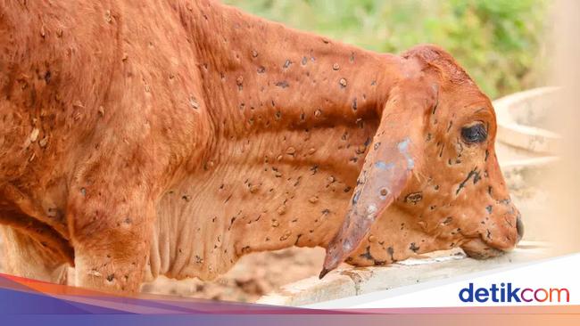 Sapi RI Diserang Lumpy Skin Disease, Menular ke Manusia Nggak Sih?