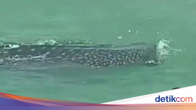 Penampakan Hiu Tutul Kembali Muncul di Perairan Jepara