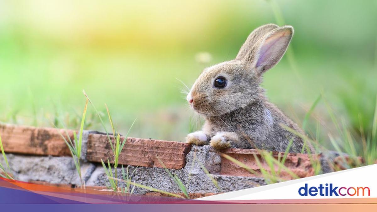 Jaring-jaring Makanan: Arti, Perbedaan, Jenis, dan Contohnya